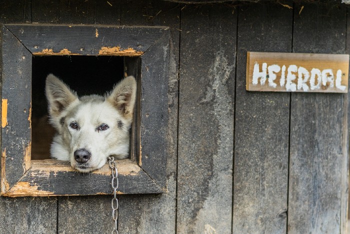 Vinter 2025/26 :: heidalhusky